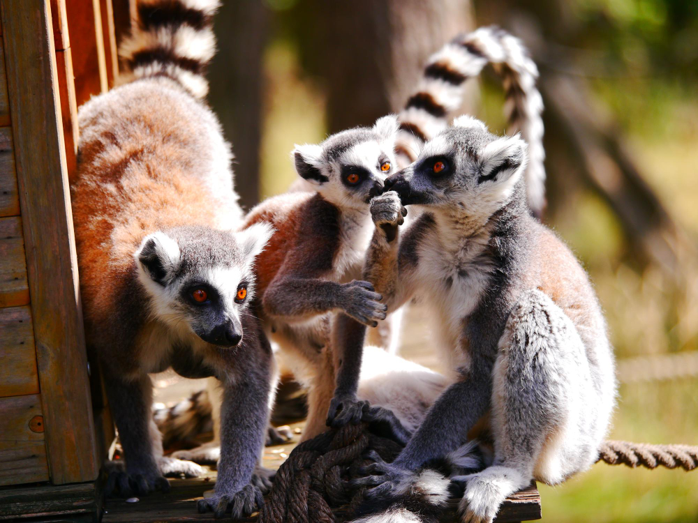 20 de curiozități despre arici, animalele cu țepi